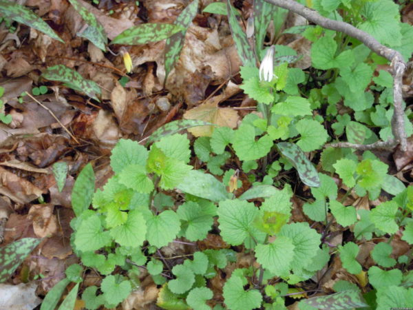 Upcoming Events – Waterloo Region Nature