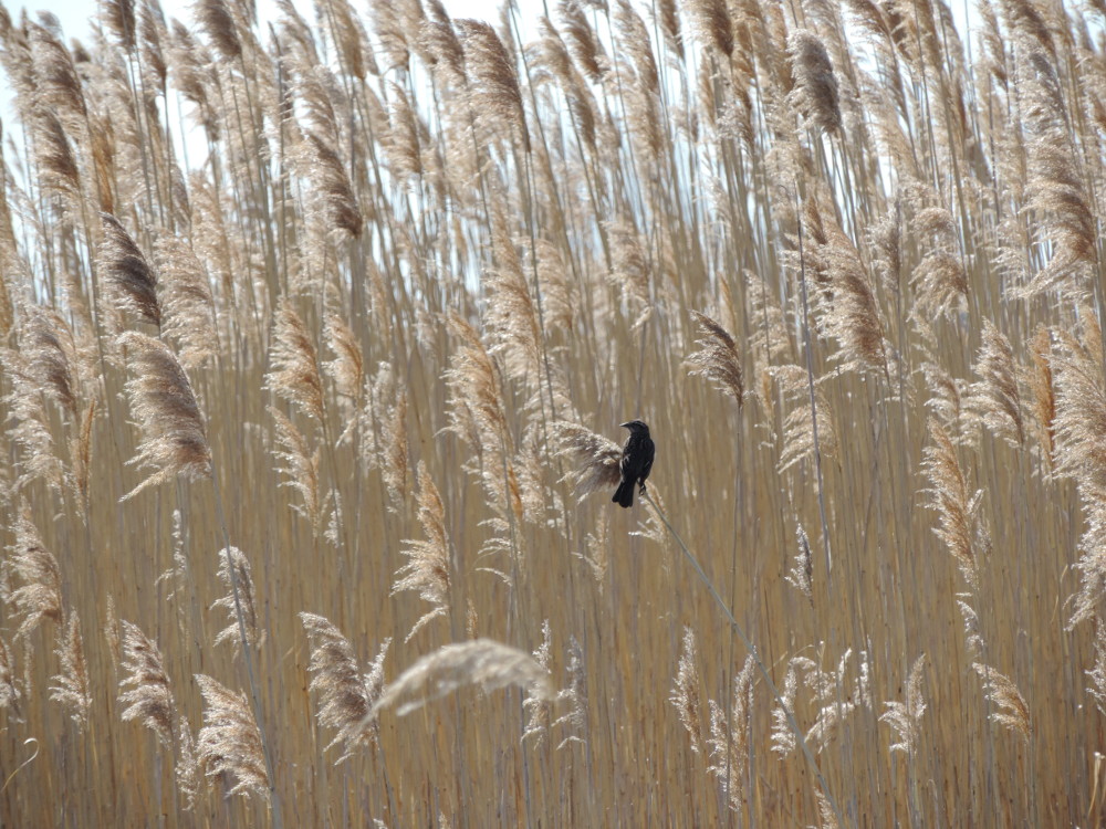Reed It and Weep: Invasive Phragmites Australis in a Great Lakes ...