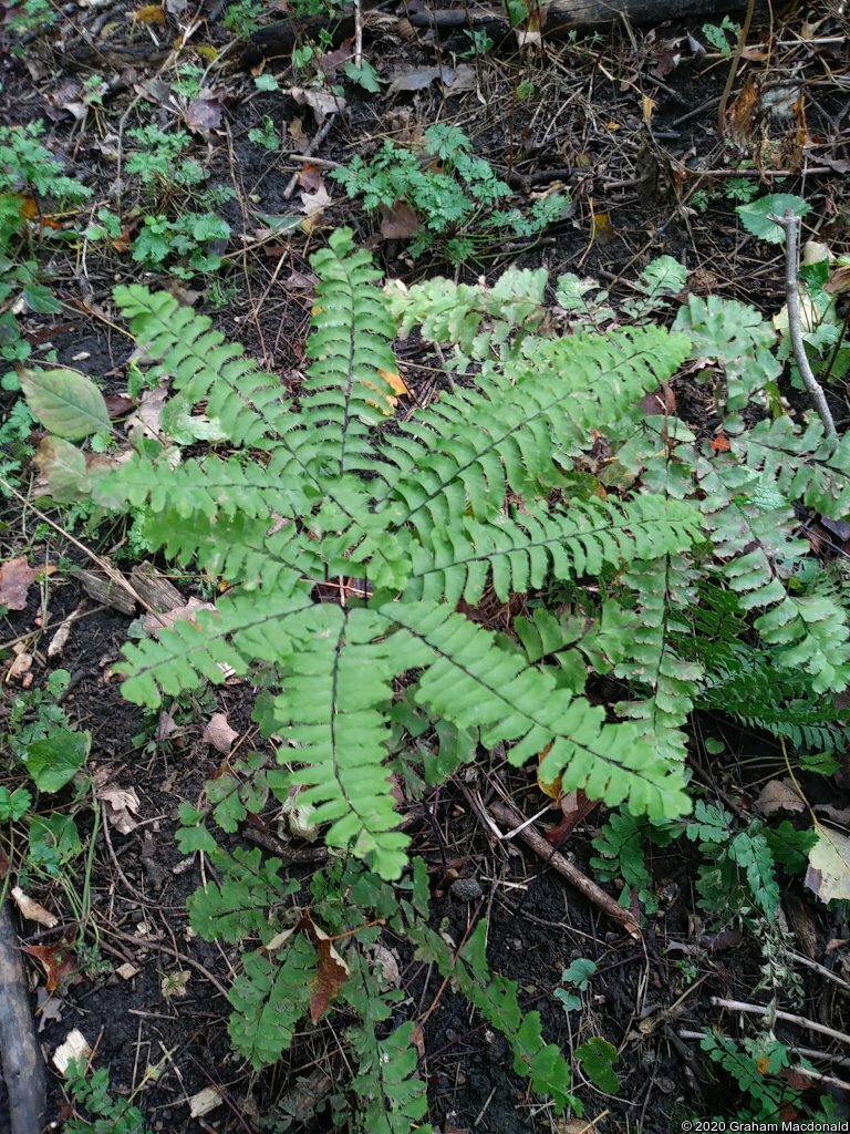 Fern Walk Photos - Waterloo Region Nature