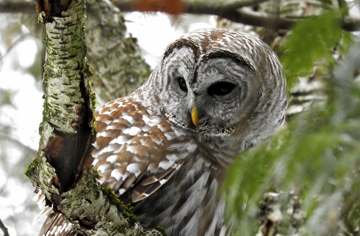 Owls of North America - Waterloo Region Nature