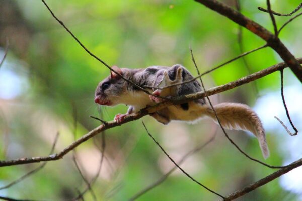 Ontario's Flying Squirrels - Waterloo Region Nature